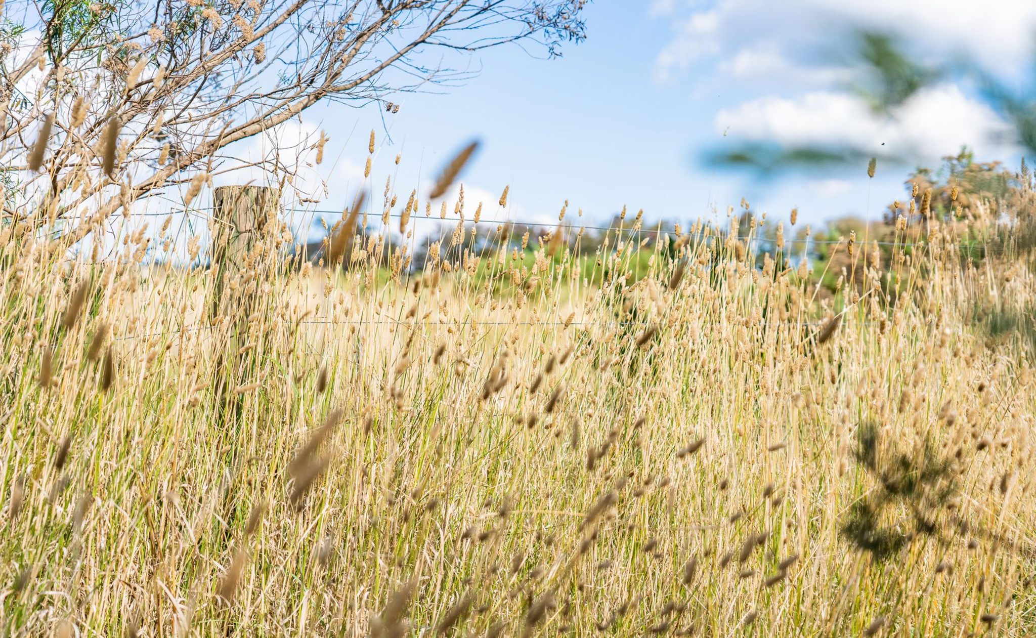 Slashing - Gorse Control